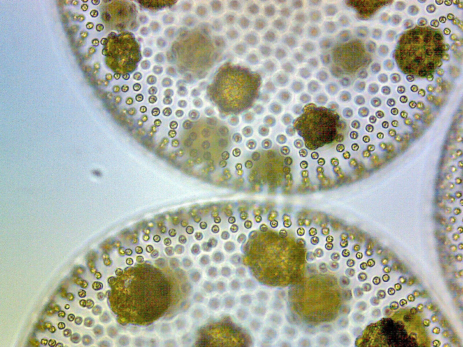 The use of Algae in Medicine - Algae Analytics