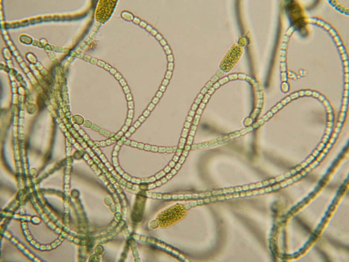 Cyanobacteria: The unsung hero's of desert soils - Algae Analytics